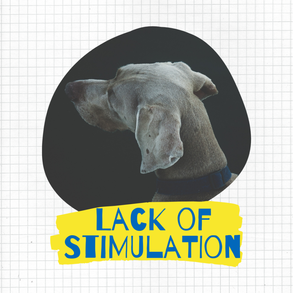 Facts vs. Myths: Why Do Dogs Chew? – BulliBone